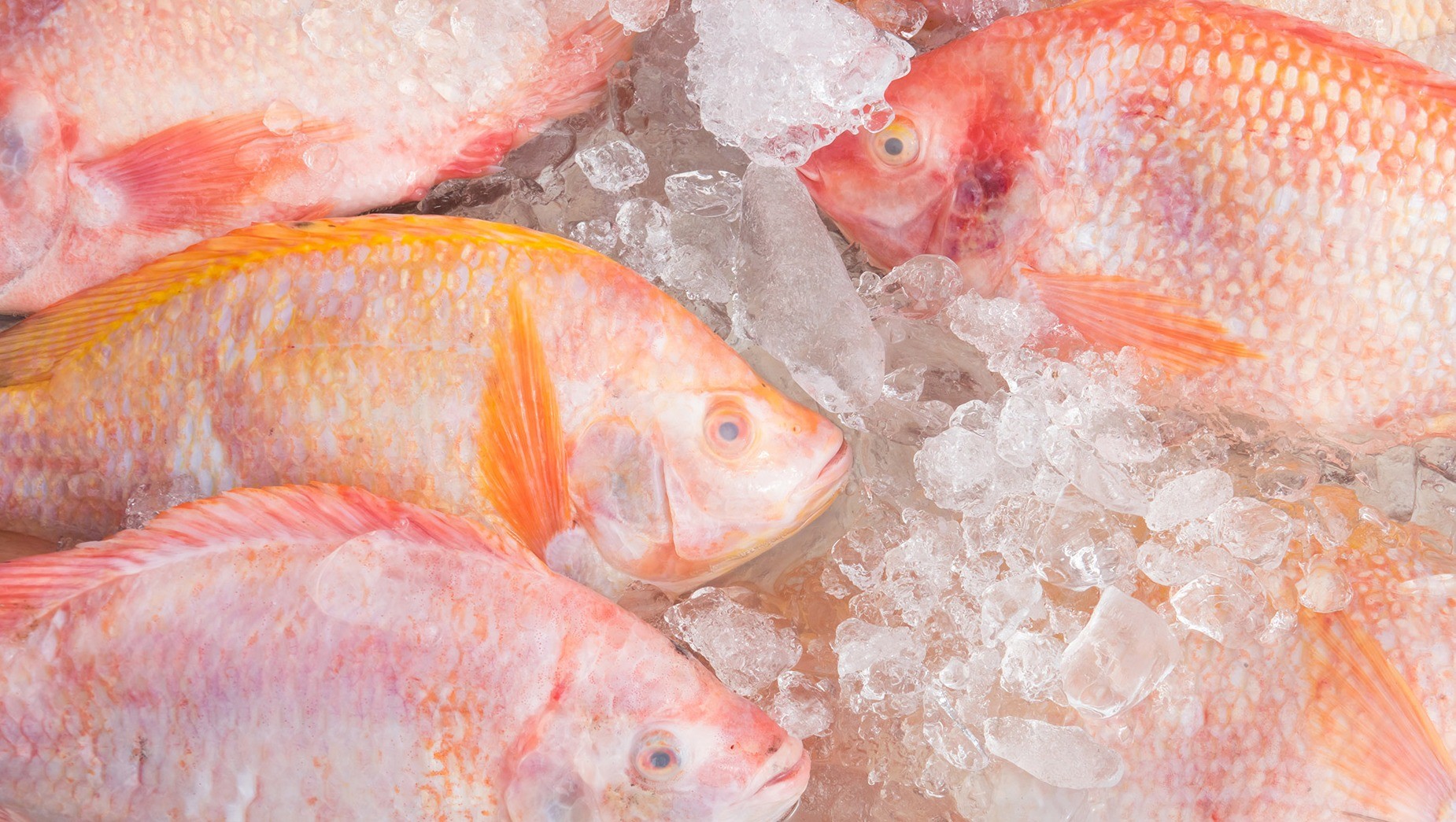 The fish of the future comes from aquaculture