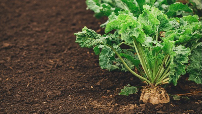 Suiker Unie gaat eiwit uit blad produceren
