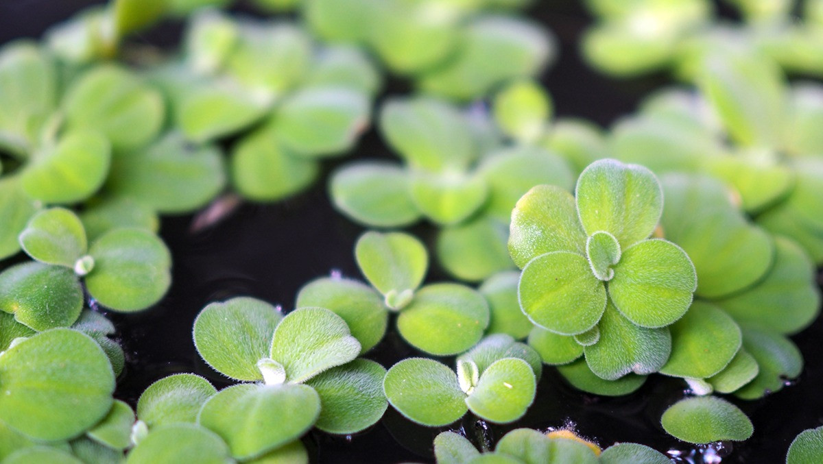 Protein from duckweed: from ditch to delicious