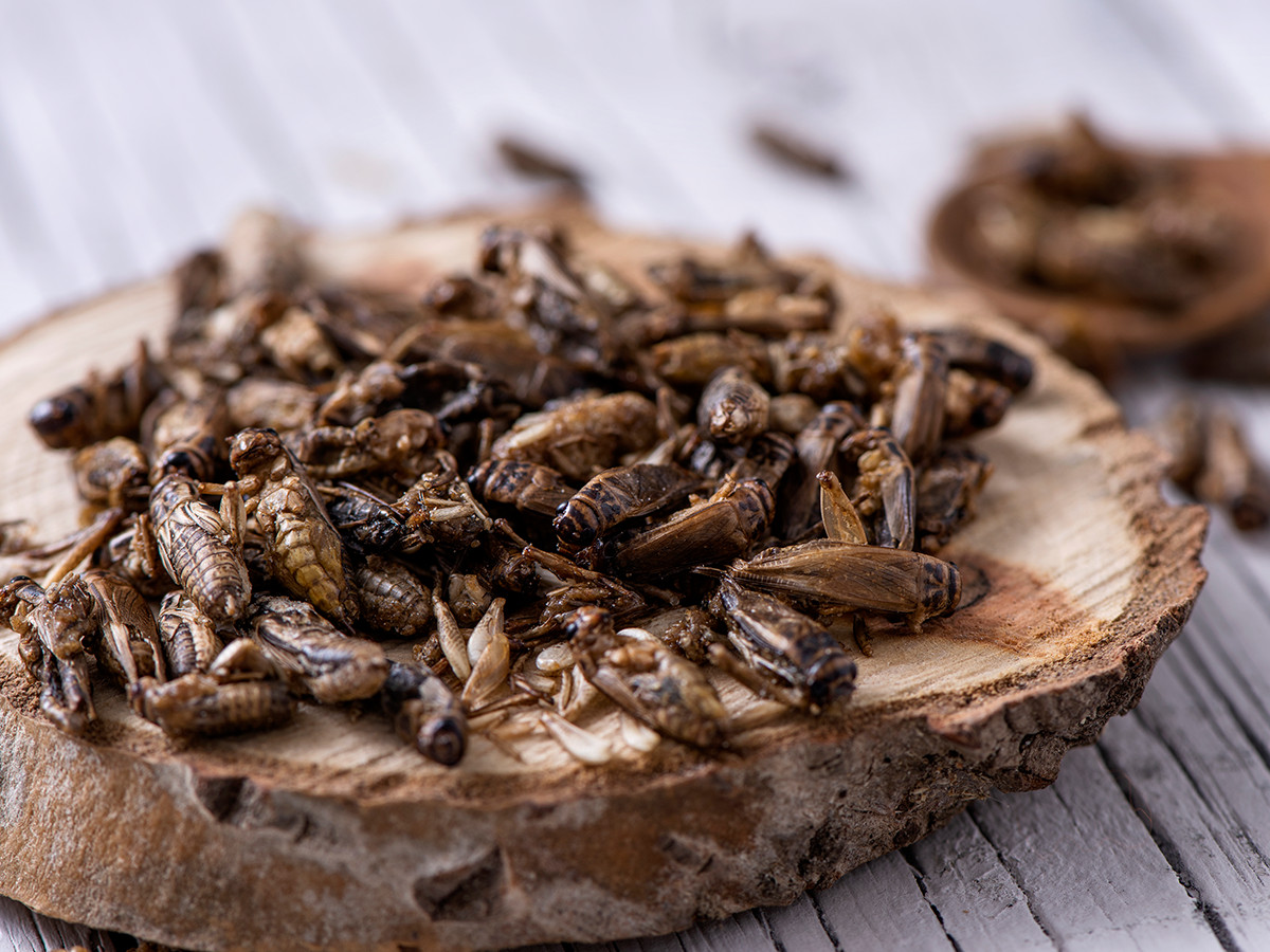 Third insect approved as food