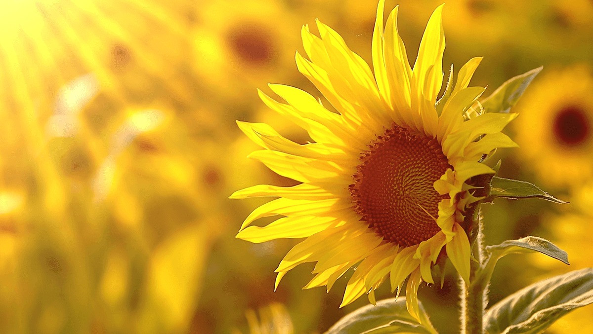 MVO: 'Sunflower oil reserves used up in April'
