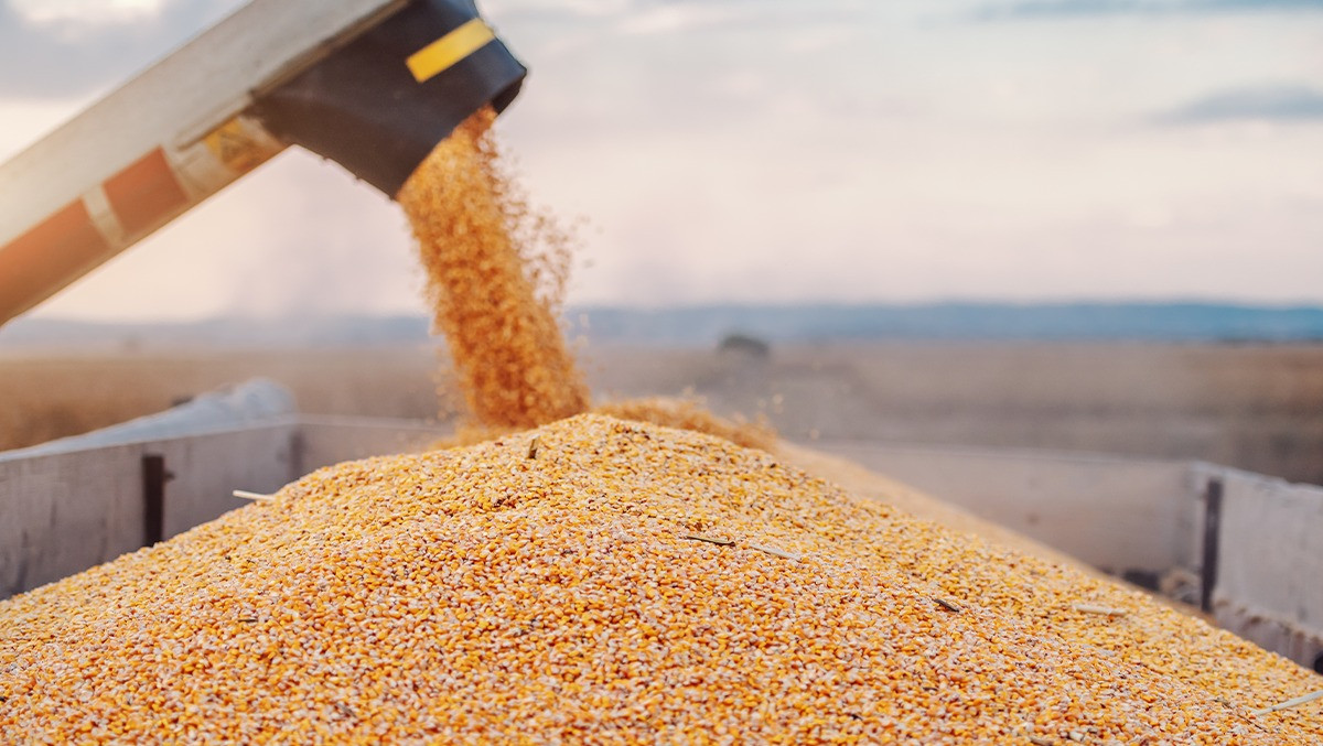 Low corn supply has big impact on feed costs