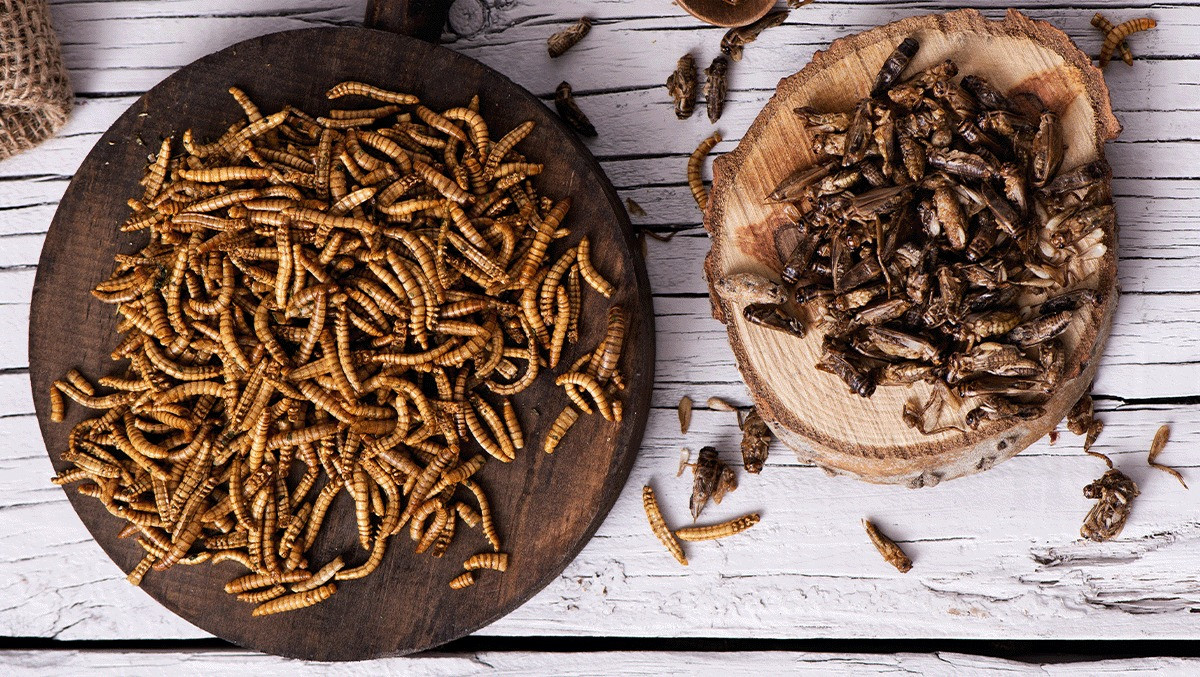 Een beetje insect in je pasta, waarom niet?