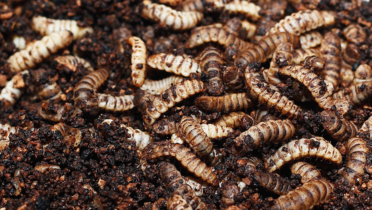 WUR: Farmed insects fit in the food system