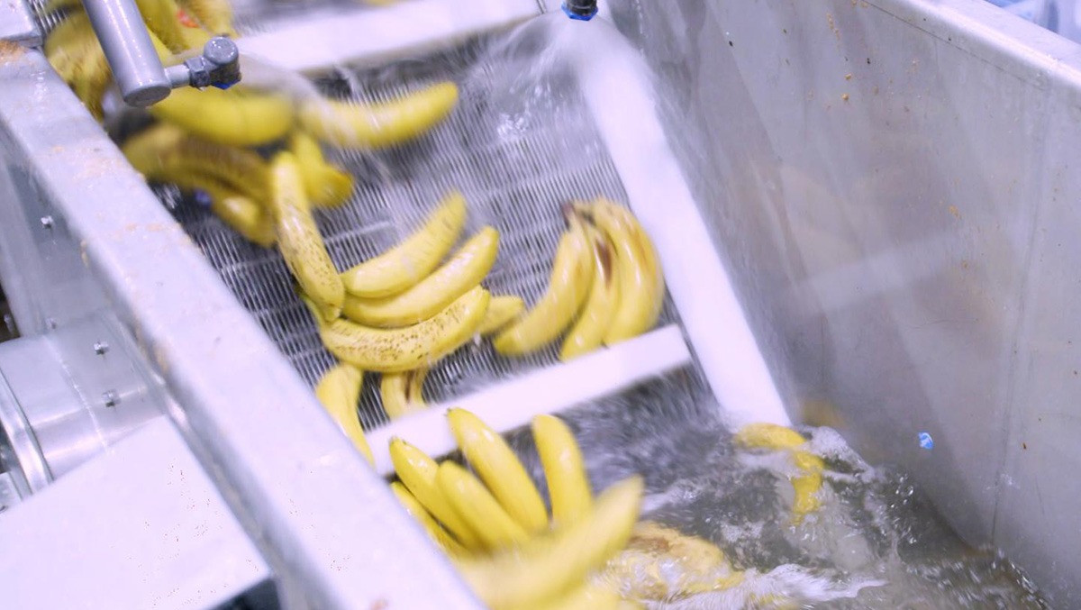 SUNT opens world's first banana factory