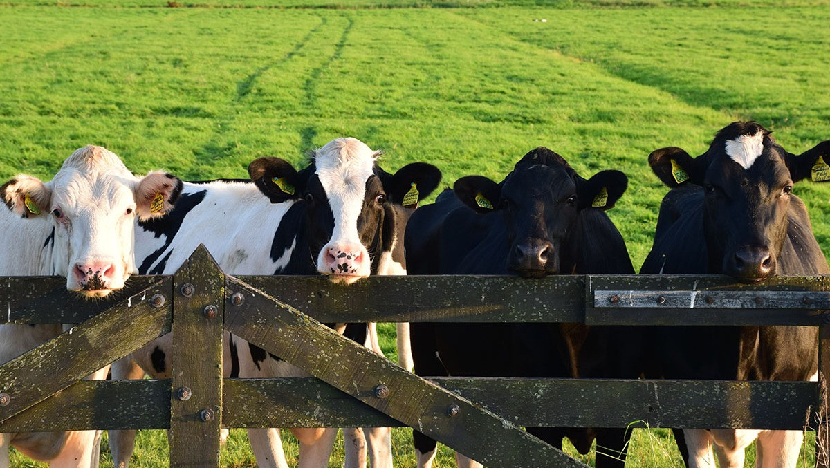 New insights for sustainable livestock farming