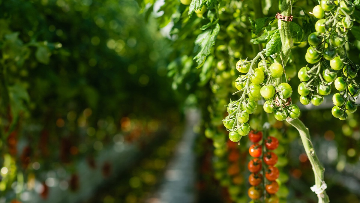 Number of greenhouse vegetable farms decreasing