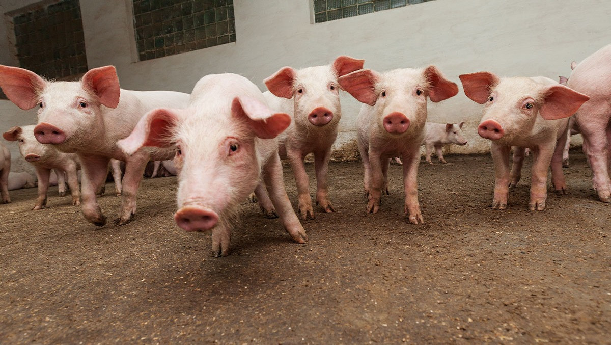 AR Coproducten makes liquid protein as feed for pigs