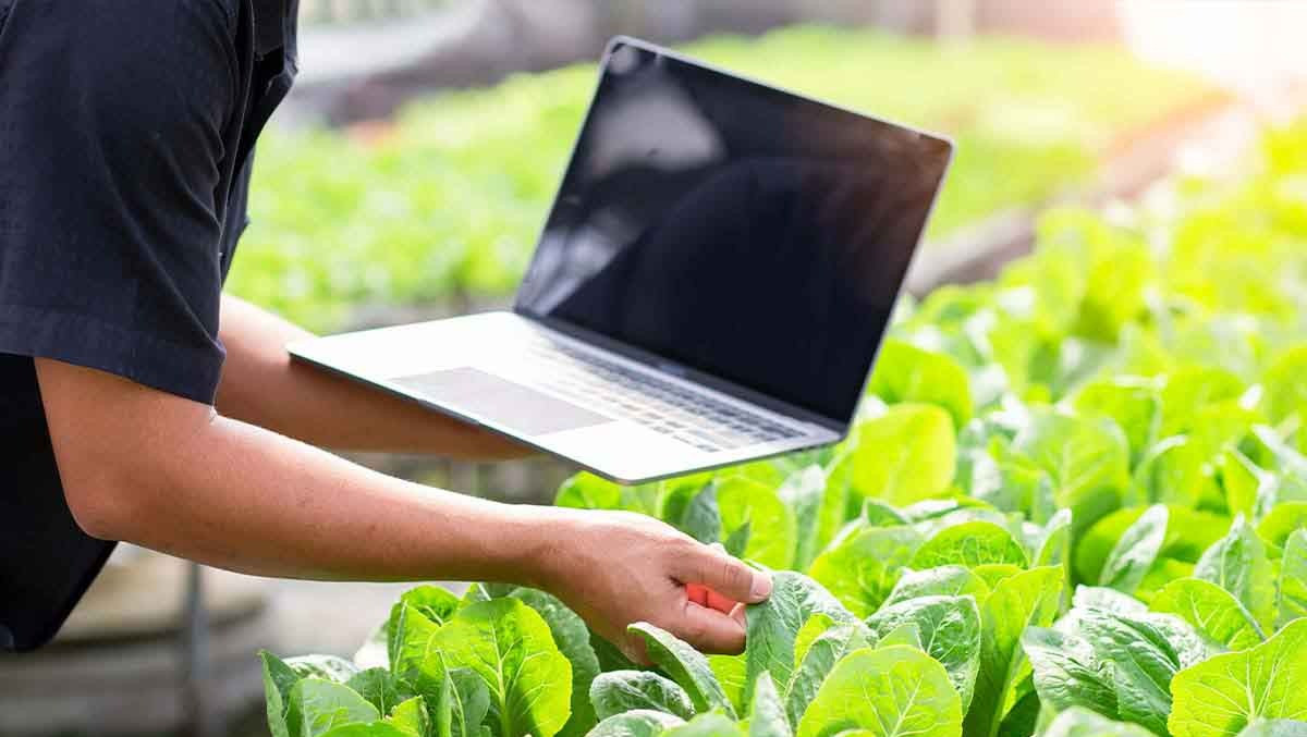 KIC-call: NWO versnelt AI-revolutie in agrifood