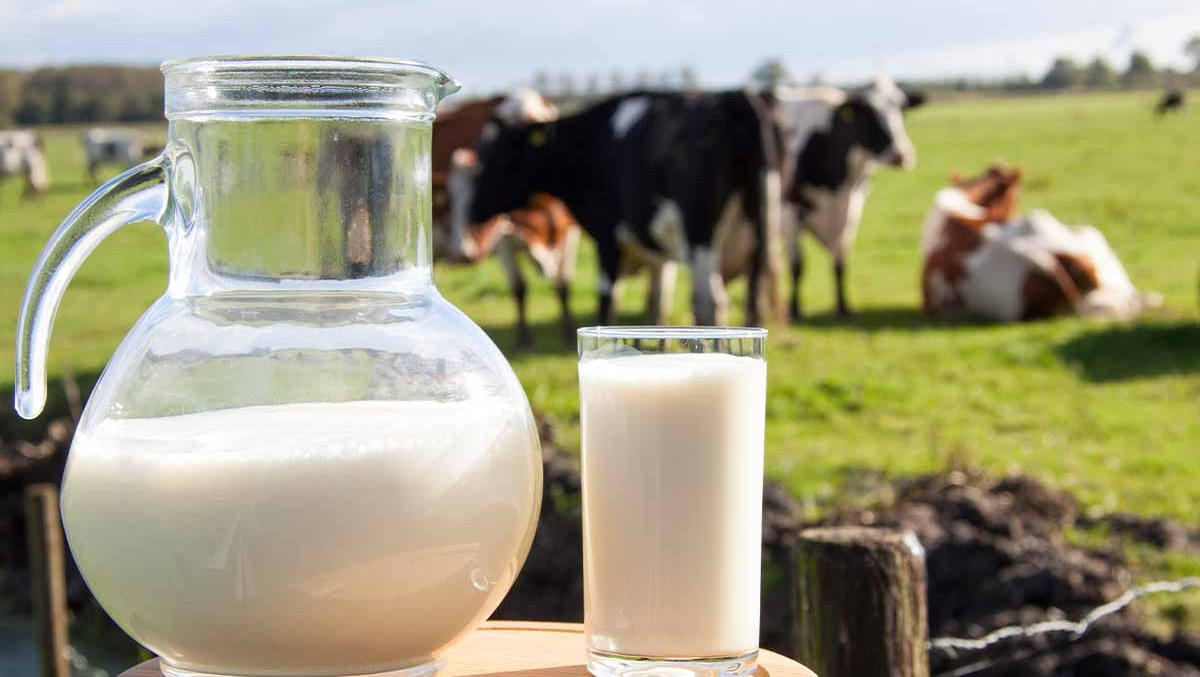 Unilever, Nestlé and WUR work toward 50% lower footprint of milk