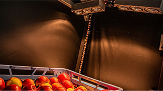 Infrared Technology: The Future of Fruit Inspection