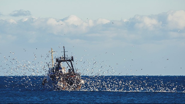 Fish Guide Color Codes Updated: Sustainable Fishing Ahead