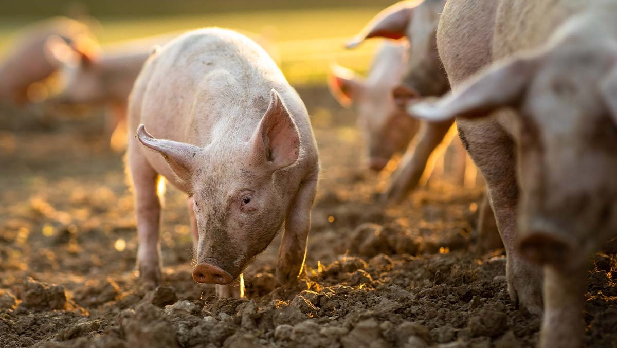 Stability in the European pork market
