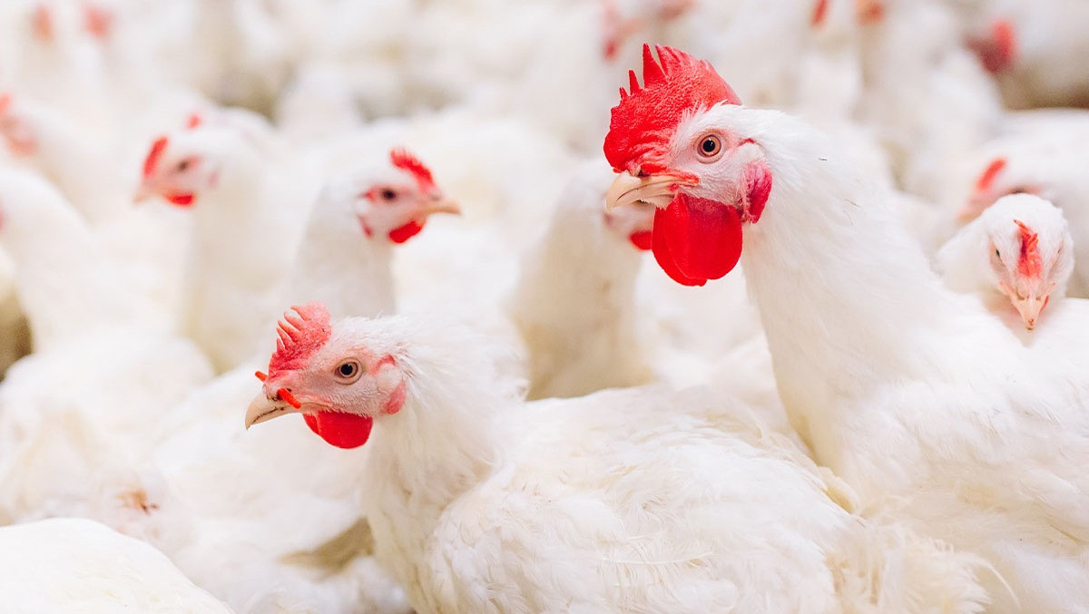 Forse kostenstijging voor kip door ECC welzijnsnormen