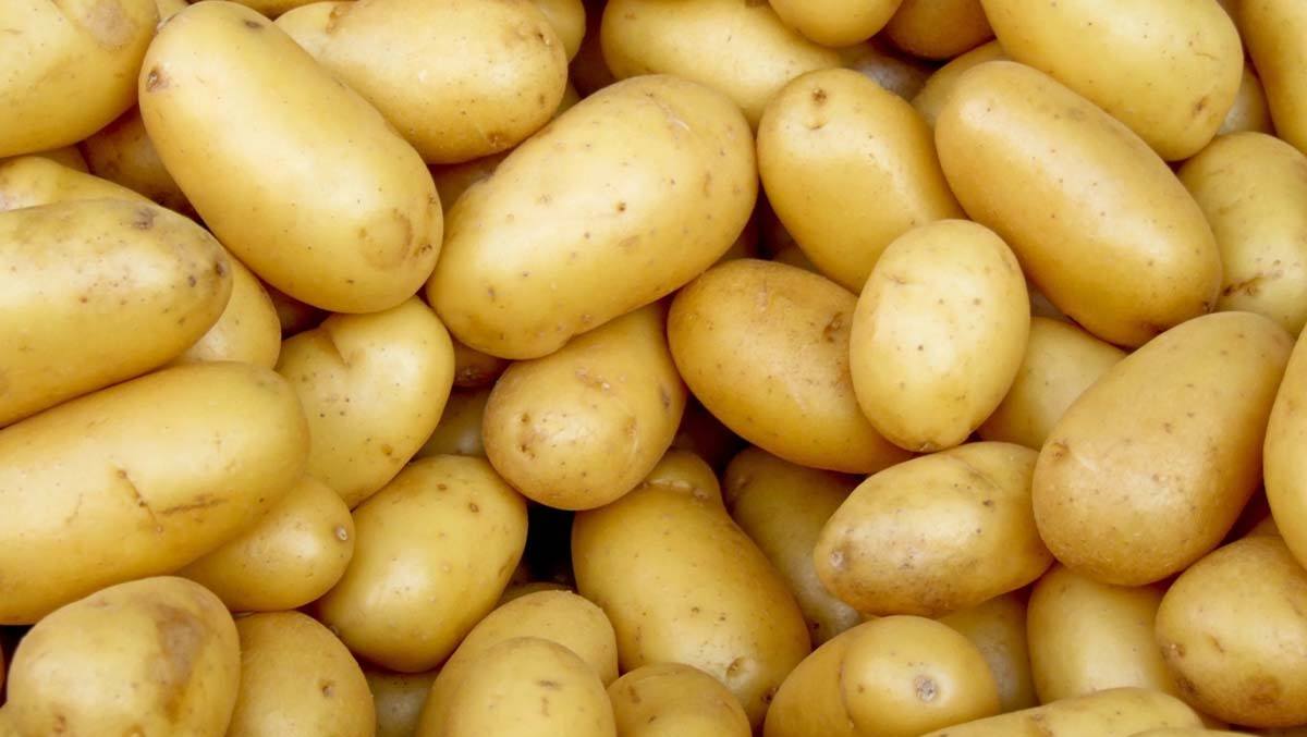 New genetically modified potato