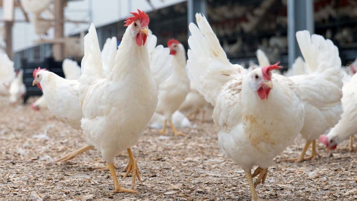 From three to ten Kipster farms thanks to Lidl