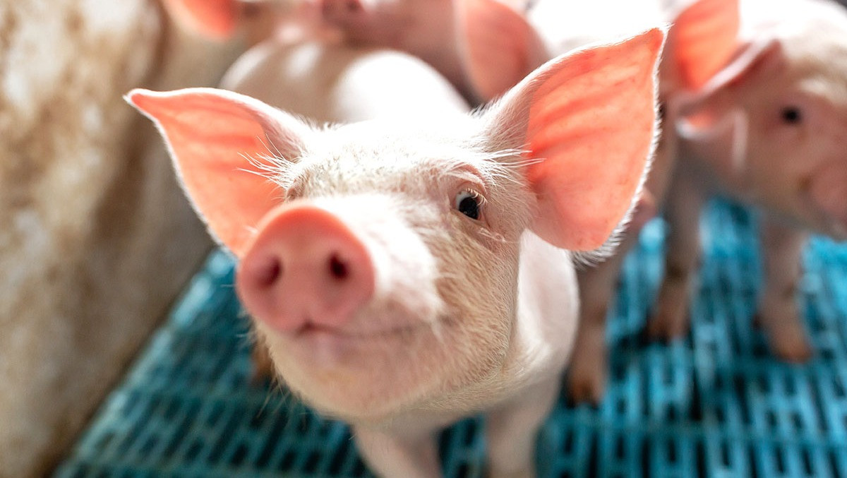 Vion introduces VR ‘pig glasses’ for better animal understanding
