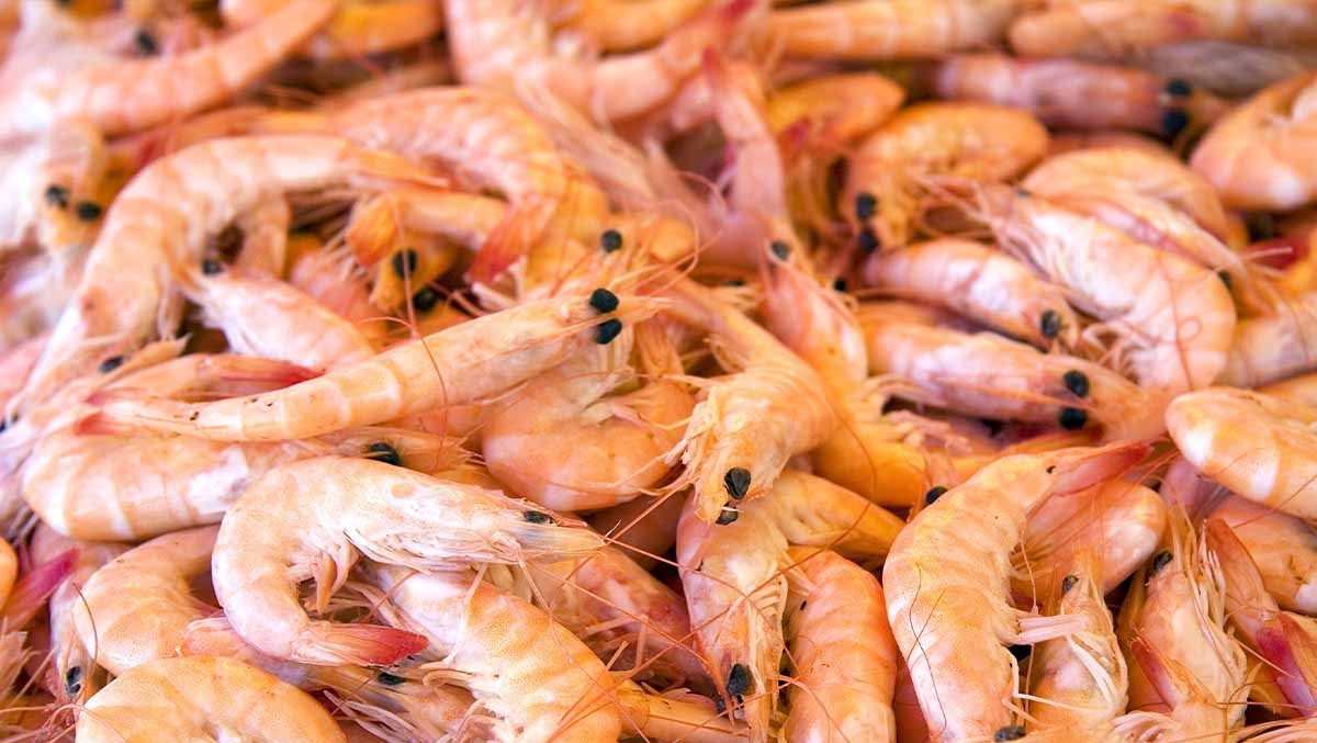 Shrimp trade breaks records in first half of 2024
