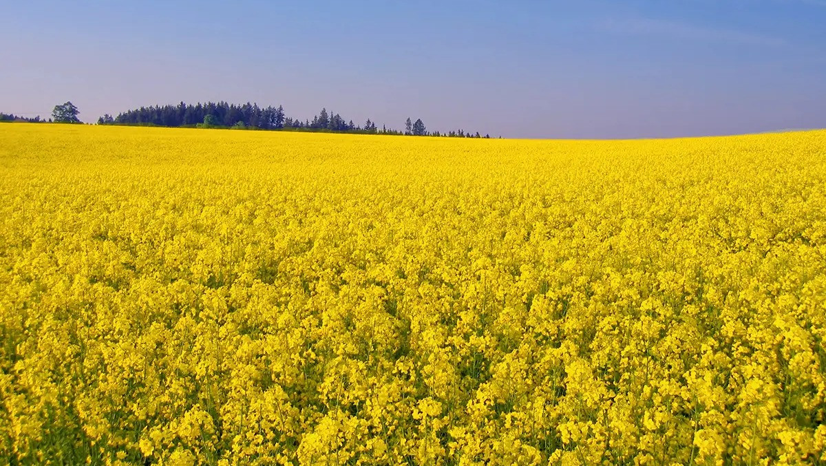 Mosterdplanten als duurzame bron voor nikkelwinning