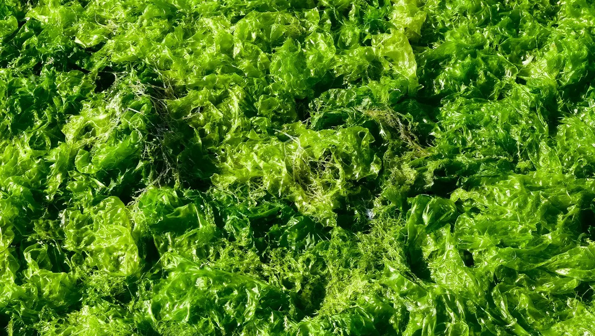 Sea lettuce: THE sustainable protein source for the future