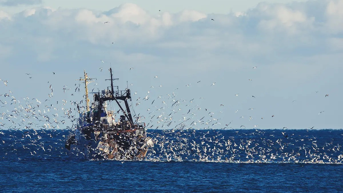 Fishing subsidies increase the risk of overfishing
