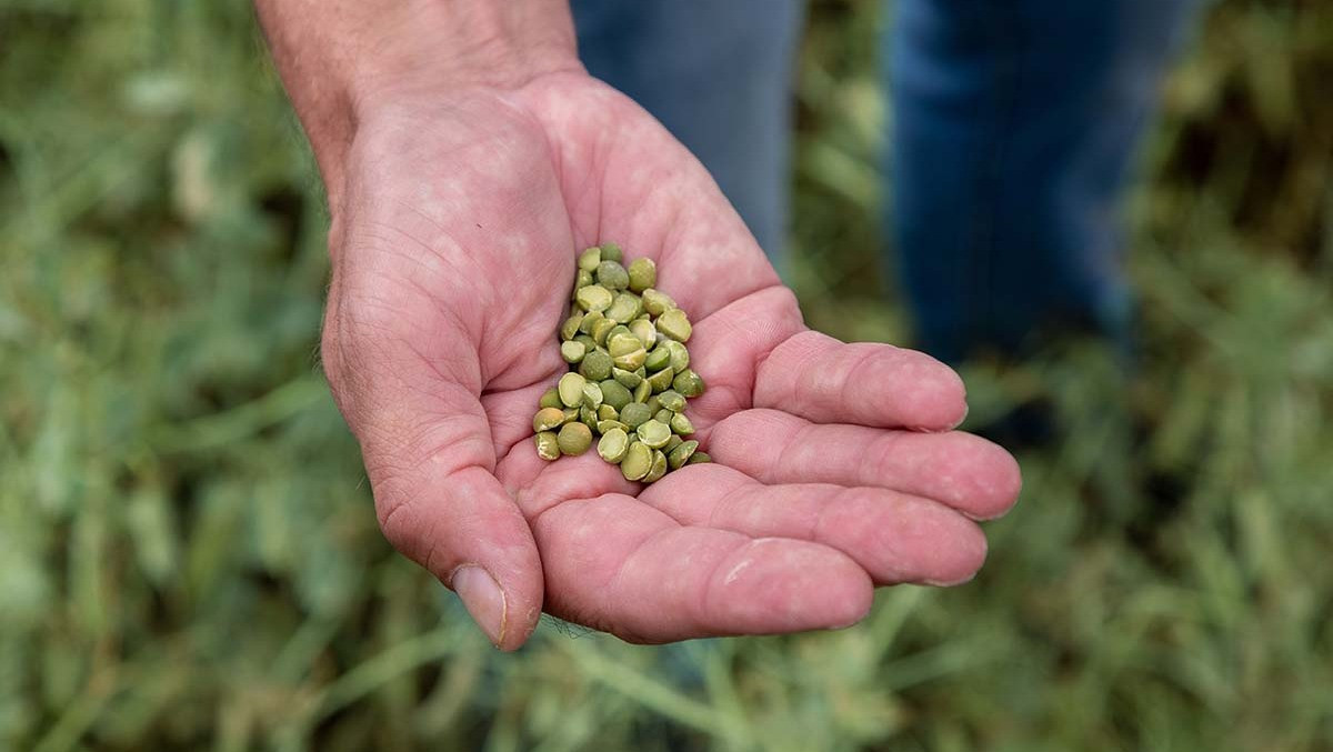 Split pea makes a comeback on Dutch fields