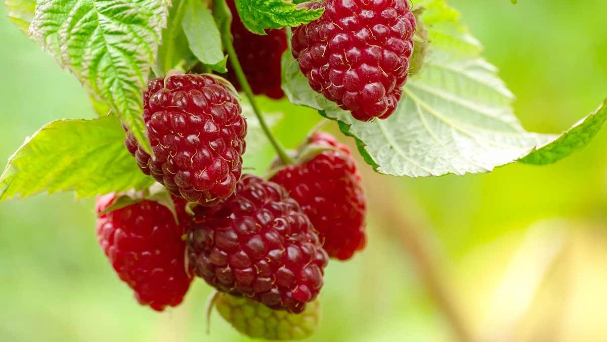 No Waste Army connects surplus food to sustainable growth