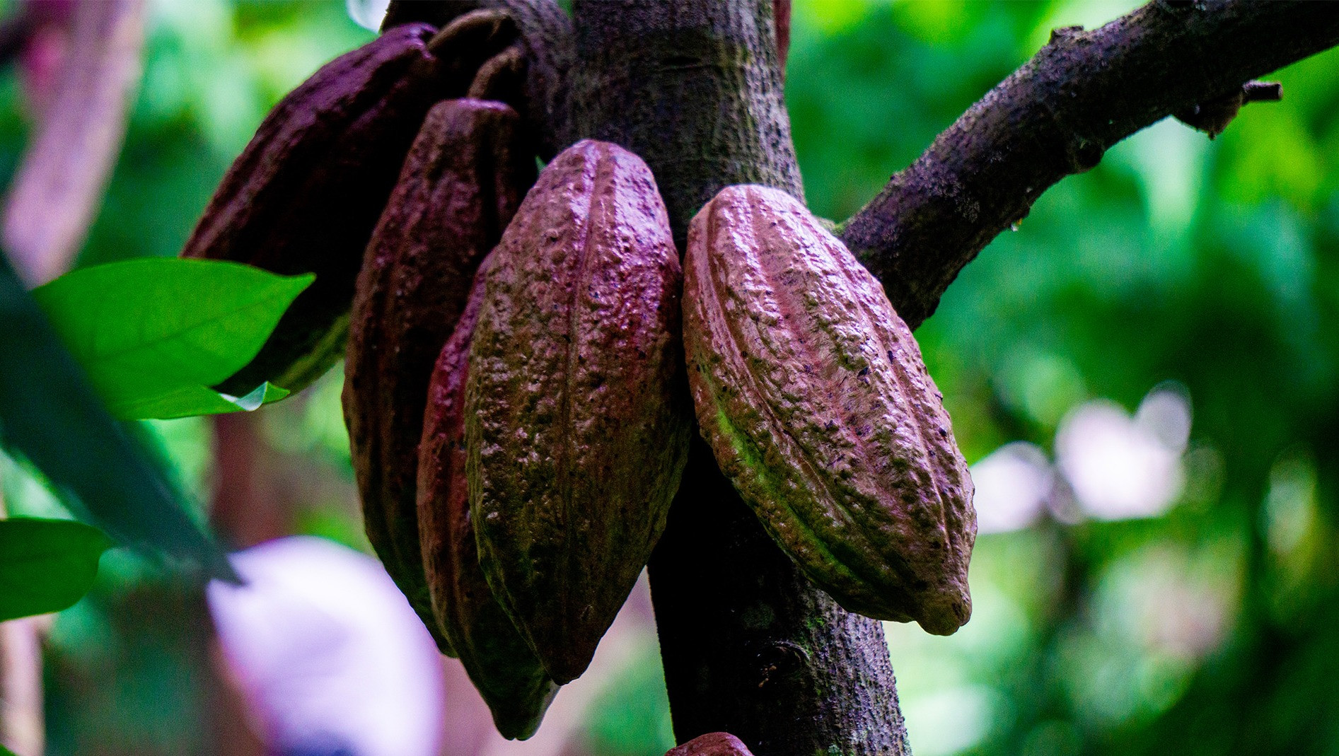 Cacaoboeren verdienen extra met lokaal geproduceerd cacaofruitsap