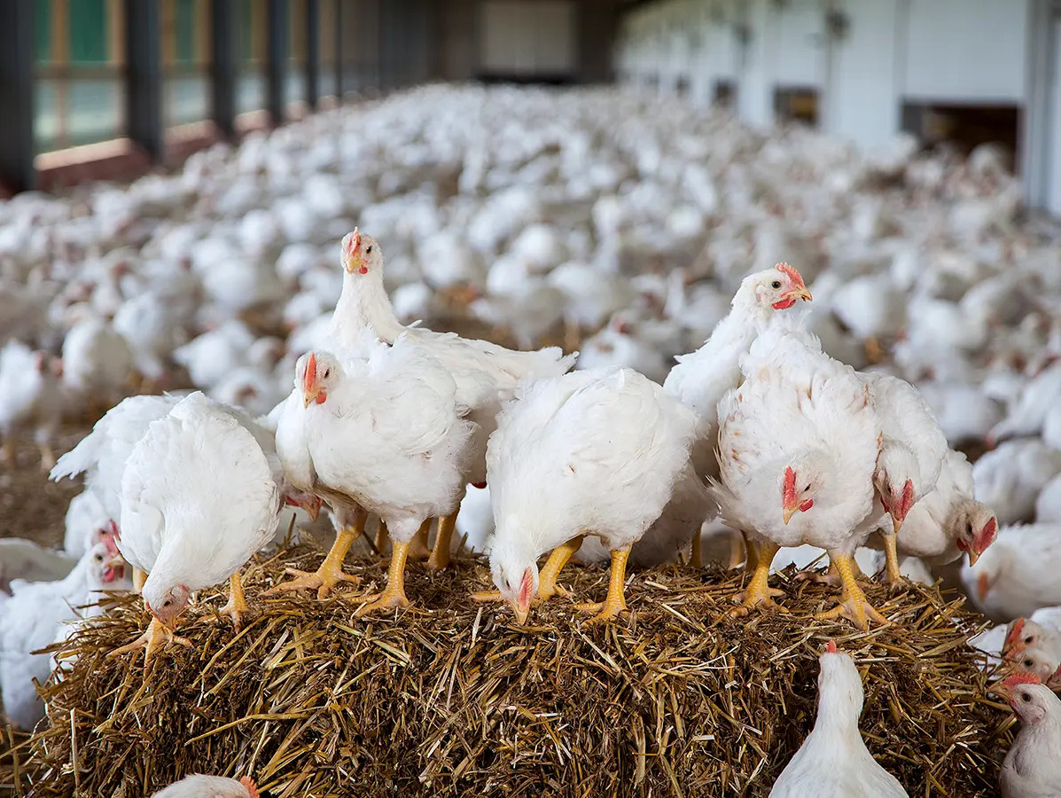 Slogan ‘Kip! The most versatile cut of meat’ returns